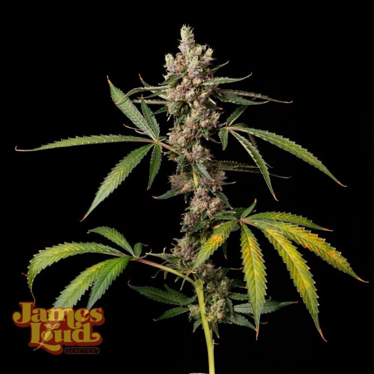 Buy Apples & Banana Z Regular Seeds by James Loud Genetics in America ...