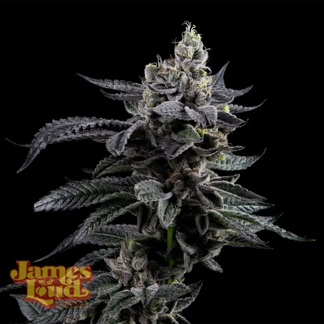 Buy Feel The Rainbow Feminized Seeds by James Loud Genetics in America ...
