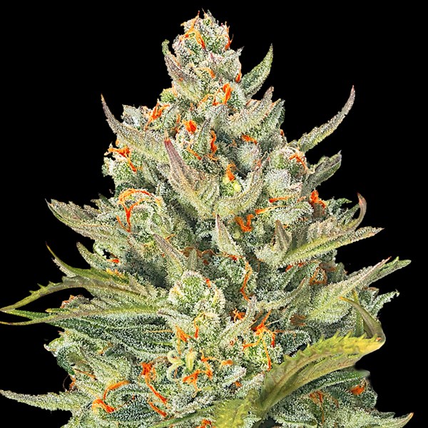 Buy Mimosa Max Auto Feminized Seeds by G13 Labs in America - Stellar Seeds