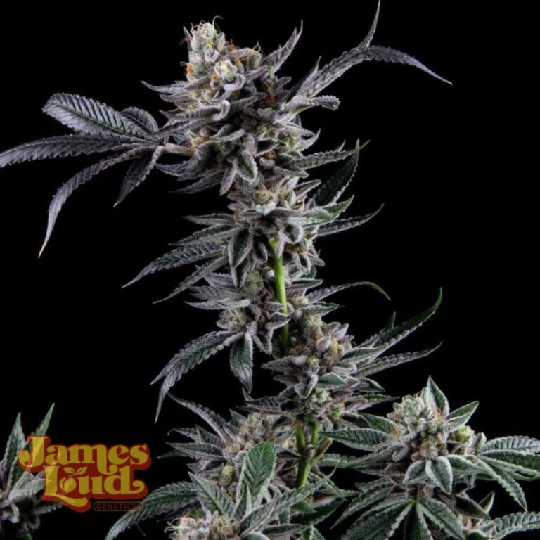 Buy Kuru Kashi (Ltd. Release) Feminized Seeds by James Loud Genetics in ...