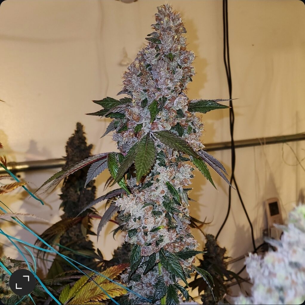 Buy Liquer R1 Feminized Seeds by Ethos Genetics in America - Stellar Seeds