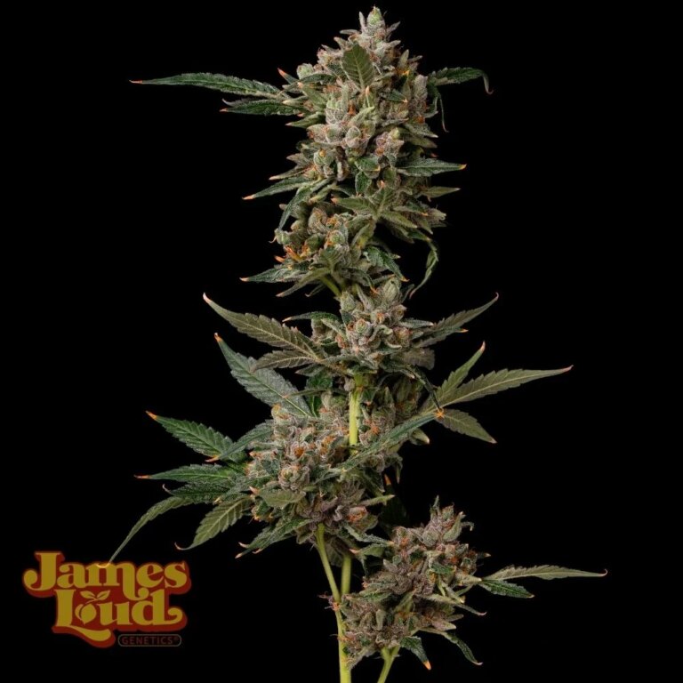 Buy Petrol Pop Feminized Seeds by James Loud Genetics in America ...