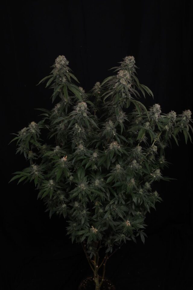 Buy GG4 Feminized Seeds by FastBuds in America - Stellar Seeds