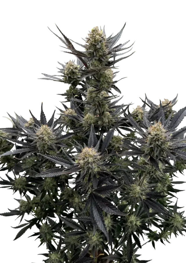 Buy Guava RF3 Auto Feminized Seeds by FastBuds in America - Stellar Seeds