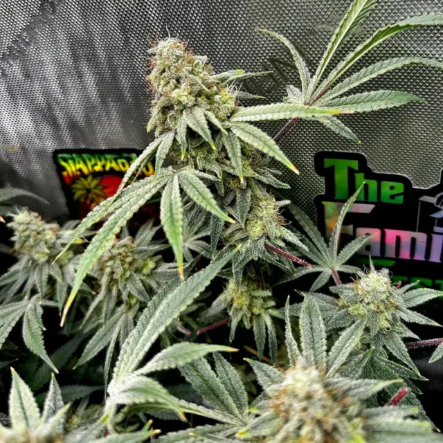 Buy Super Menthol Haze Feminized Seeds by TerpyZ Mutant Genetics in ...